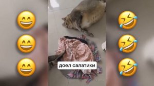 Сборник приколов: шестой уровень юмора