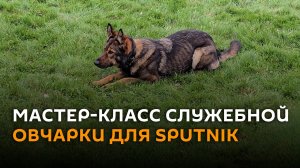 Дай лапу: мастер-класс от немецкой овчарки Ханны для Sputnik