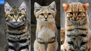 Самые Маленькие Дикие Кошки – Черноногая Кошка, Барханный Кот, Ржавая Кошка!