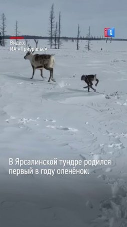 Новорожденный олененок - первенец тундры!