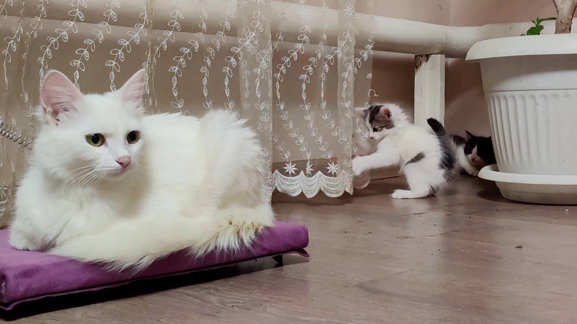 Мама-кошка зовет своих котят играть. Котята весело играют.