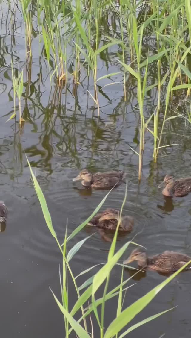 ГОРОДСКИЕ УТОЧКИ
