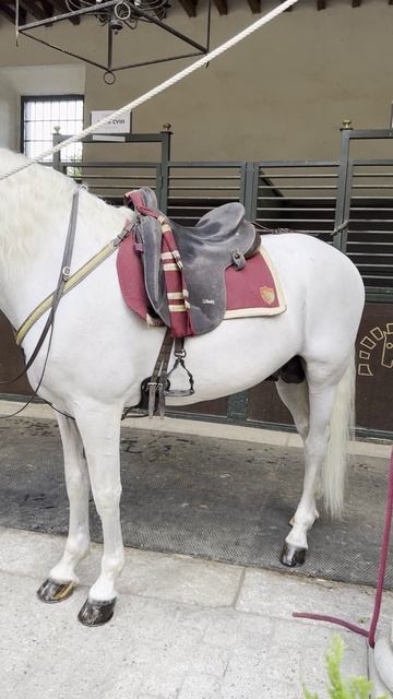 Не смогла отличить коня🐴от лошади🏇