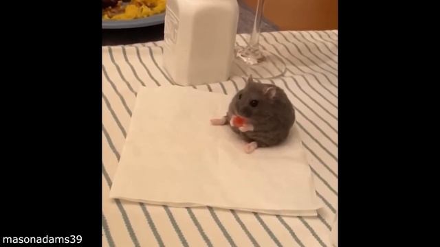 Игры животных 5