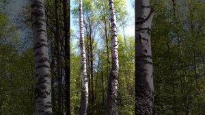за сморчками 2