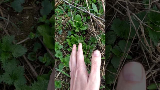 Огород, как сорняк. Мой метод земледелия. Укрепляет веру.