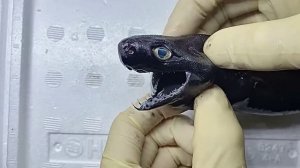 Японский рыбак поймал «чужого»