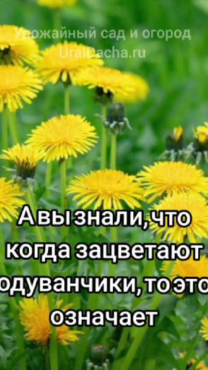 О чём нам говорят одуванчики весной