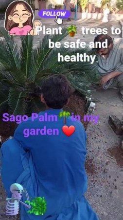 Sago Palm 🌴