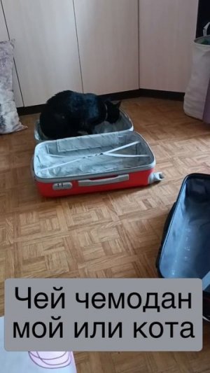 Чей чемодан, мой или кота?