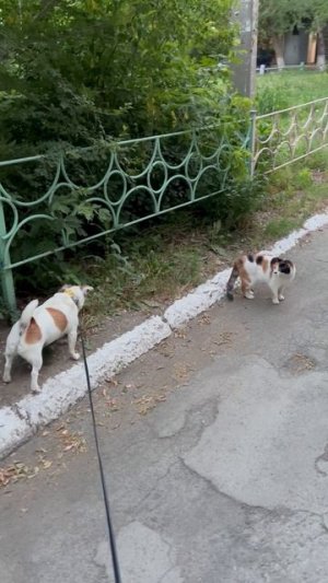 Как "смелый" джек рассел испугался кота 😳
