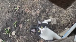 Привезли кота на заброшенную дачу. Котенок Кузя знакомится с дачей, как он адаптировался
