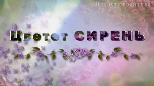 Зацвела опять под окнами сирень. Песни о любви
