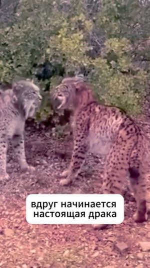 Две рыси пытаются поделить территорию #shorts