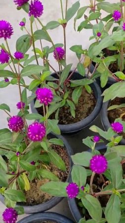 Gomphrena flower / Gomphrena seed germination #shorts #ezgardening #gomphrena