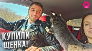 Люди впервые видят своих НОВЫХ СОБАК! Встреча щенков чихуахуа! Приезд щенков в новые семьи.