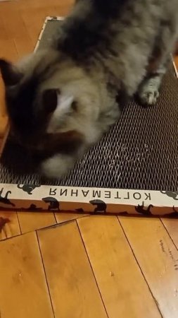 Коту очень понравилась когтеточка!❤️