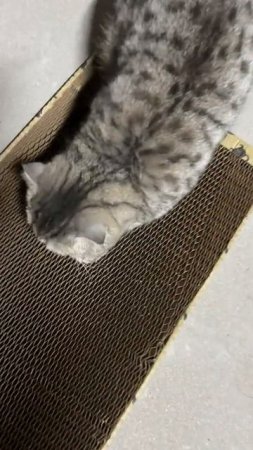 Моя! Отличная когтеточка!❤️