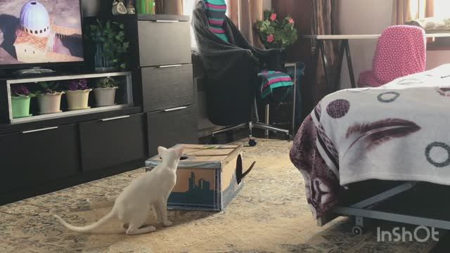 Кто сильнее…2