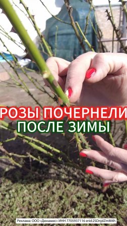 ПОЧЕРНЕЛИ РОЗЫ ПОСЛЕ ЗИМЫ - ЧТО ДЕЛАТЬ
