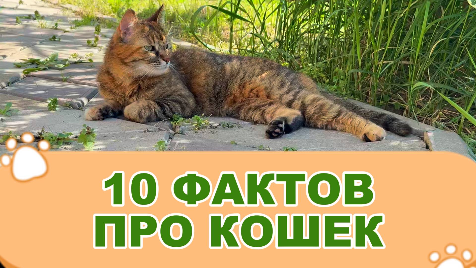 Кошки🐱10 удивительных фактов о наших пушистых друзьях