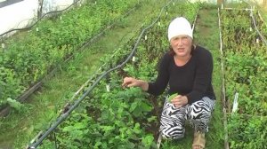 Как укоренились зимние черенки в нашей теплице