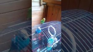Свобода