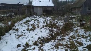 Вечерняя прогулка с лайками.БУЛЬКА И ДРУЖОК ИГРАЮТ.#ПРОГУЛКА