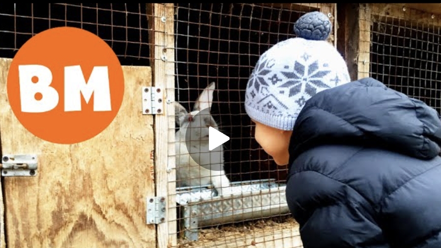 Видео для детей Животные на Экоферме