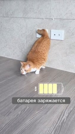 Кот на зарядке