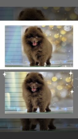Шпиц Коры Дана
