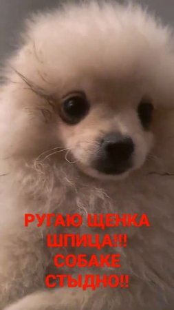 Щенок шпица набедокурил!! Пришлось ругать щенка!