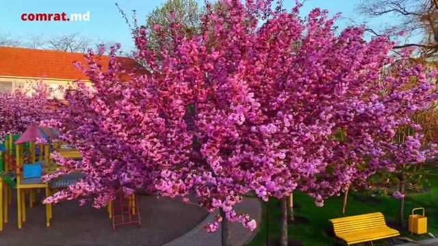 Пасхальное цветение САКУРЫ в столице Гагаузии