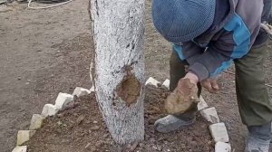 Продолжение прошлого видео. Ремонт трубы и пломбировка сгнившего ствола старой яблони.