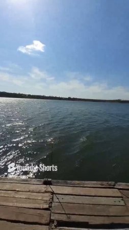 НЕБОЛЬШОЙ УЛОВ!!ПОДЛЕЩИК ОПЯТЬ РАДУЕТ!!Shorts
