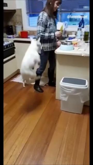 СМЕШНОЕ ВИДЕО С ЖИВОТНЫМИ