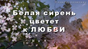 Белая сирень цветет к любви, песни о любви