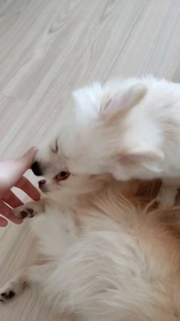 #шпиц
