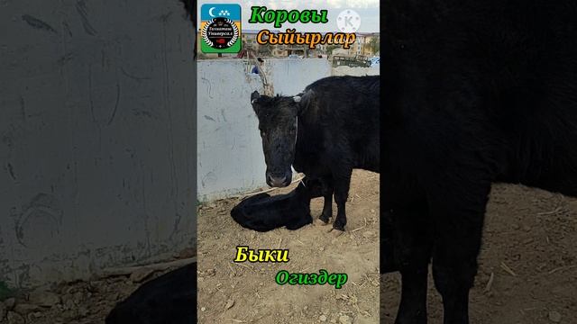 26-04-2025  Скотный рынок - Мал базар