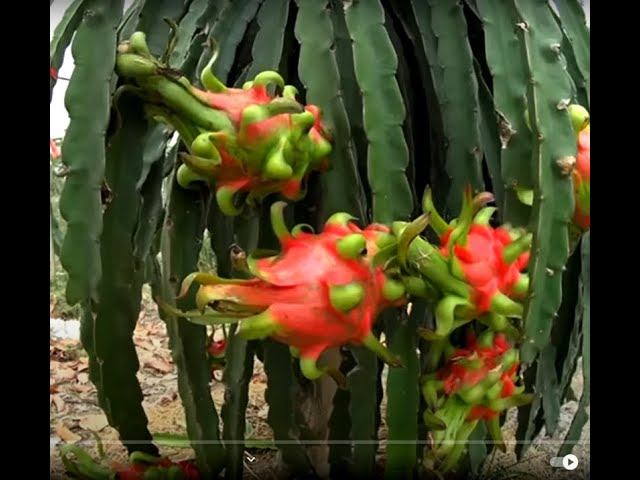 Побег из Сайгона на плантации драконфрута, декабрь 2018 #9