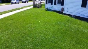 Maple tree & yard preview. 4/29/2018
