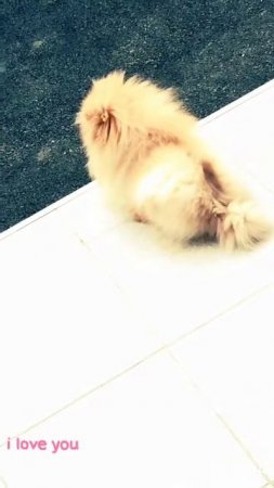 Маленький щенок! Ми-ми-ми! Шпиц)💓😻