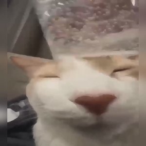 silly_edit2.mp4