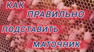 Как правильно подставить маточник