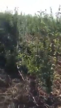 Саженцы сливы напрямую из питомника.