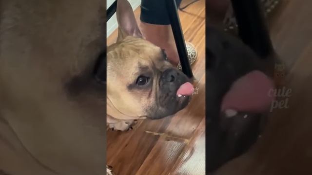 СМЕШНОЕ видео с животными