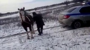 что заставили делать лошадь нерадивые полицейские