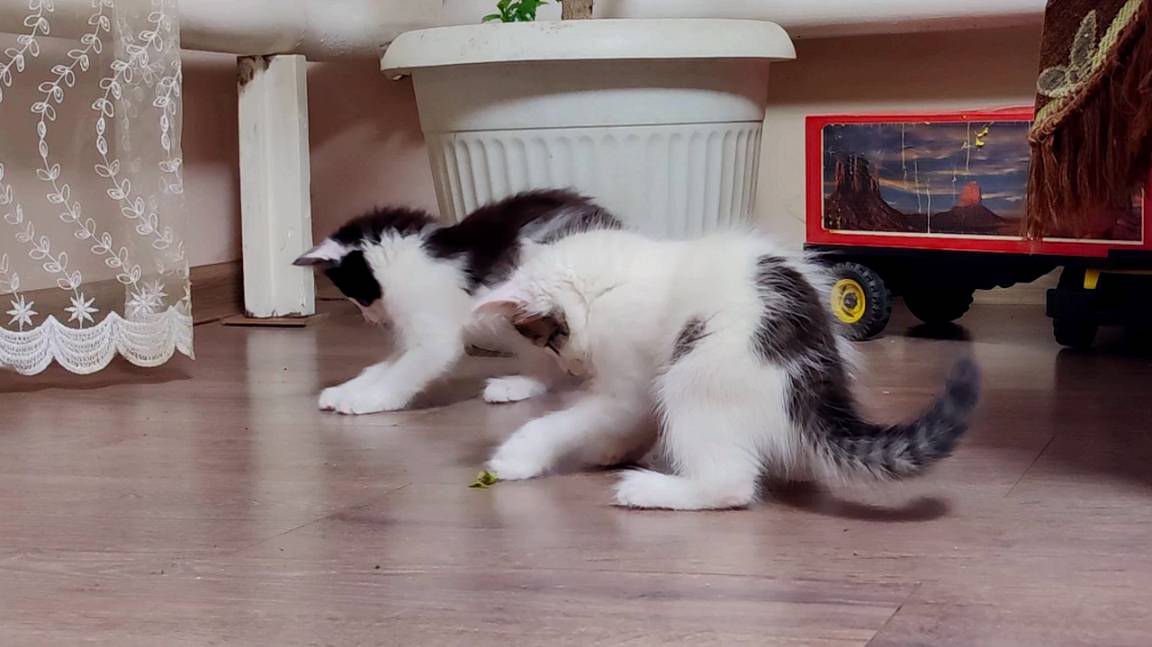 Котята играют с листьями комнатного растения.