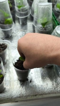 Результат черенкования древовидной гортензии 🌿