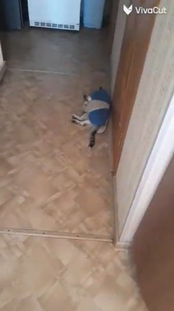 Вертикальное видео. Наш котёнок Снежок